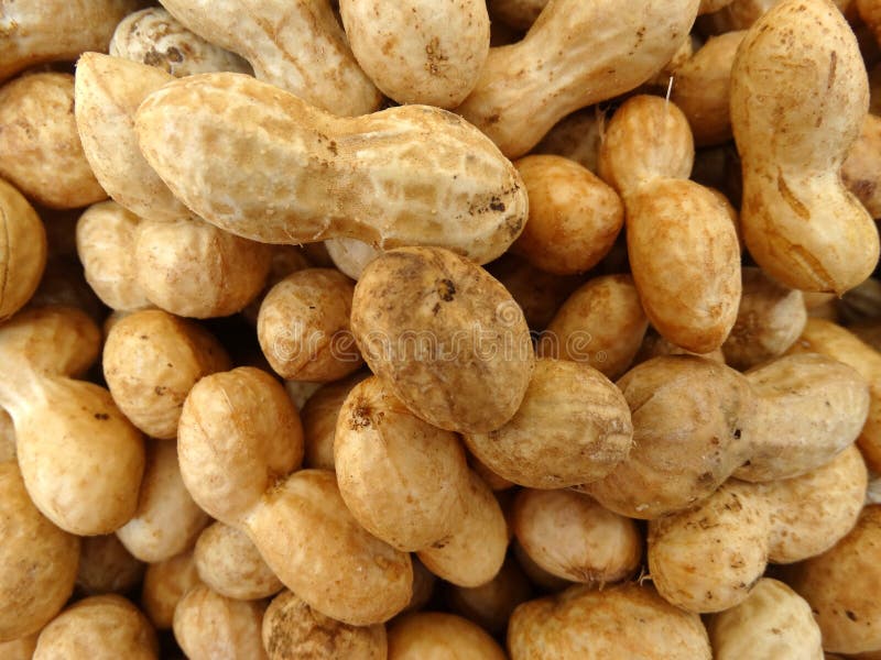 Arachide, Arachide, Arachis Hypogaea Immagine Stock - Immagine di ...