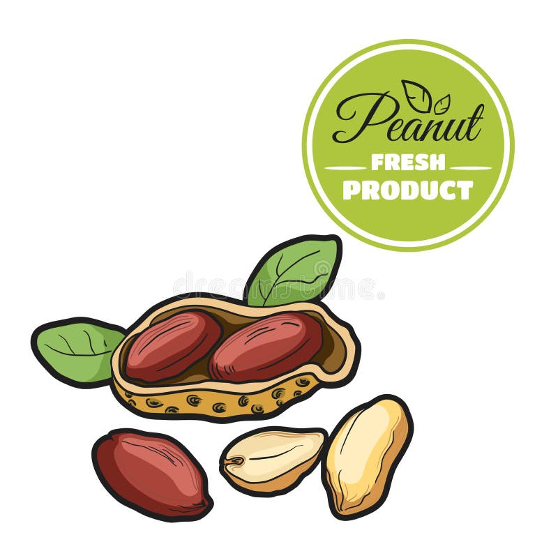 Arachide Stock Illustrations, Vecteurs, & Clipart – (13,012 Stock ...