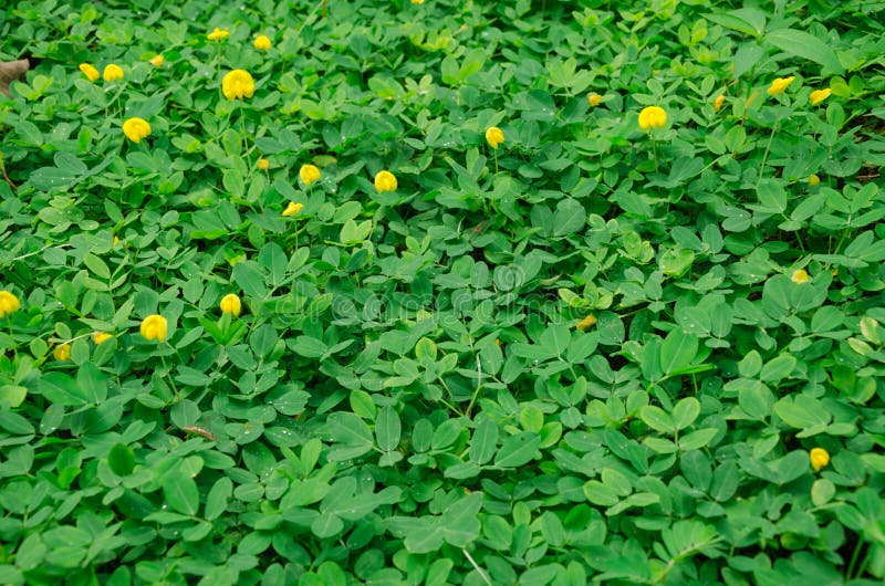 Fleur D'arachide De Pinto Dans Le Jardin Photo stock - Image du ...