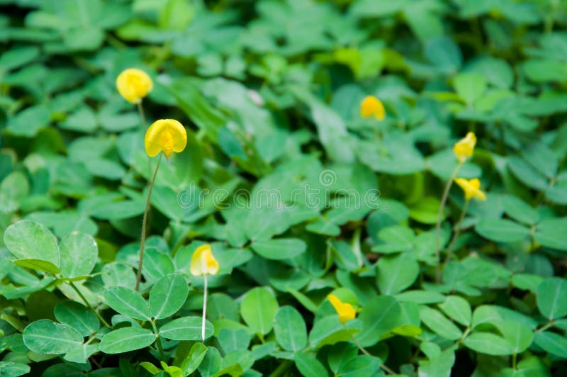 Pintoi D'arachis De Fleur D'arachide De Pinto Photo stock - Image du ...