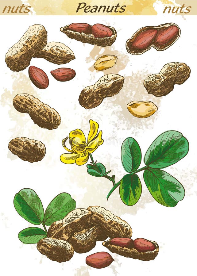 Arachides Stock Illustrations, Vecteurs, & Clipart – (4,662 Stock ...