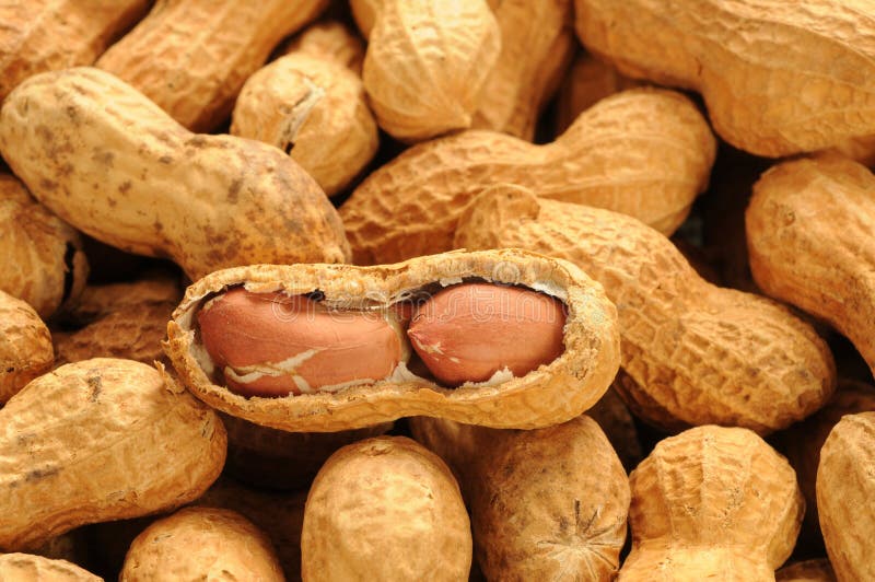 Arachis Hypogaea Della Pianta Dell'arachide Immagine Stock - Immagine ...