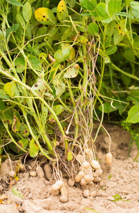Piante di arachidi fresche immagine stock. Immagine di fogli - 70255475