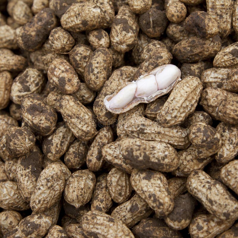 Arachidy zdjęcie stock. Obraz złożonej z świeżo, rolnictwo - 25087716