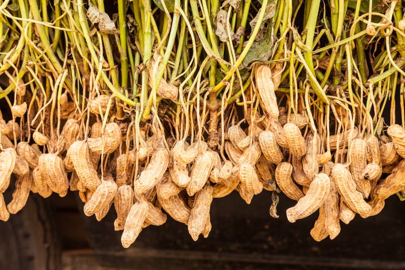 Arachidy w garnku zdjęcie stock. Obraz złożonej z tekstura - 26398296