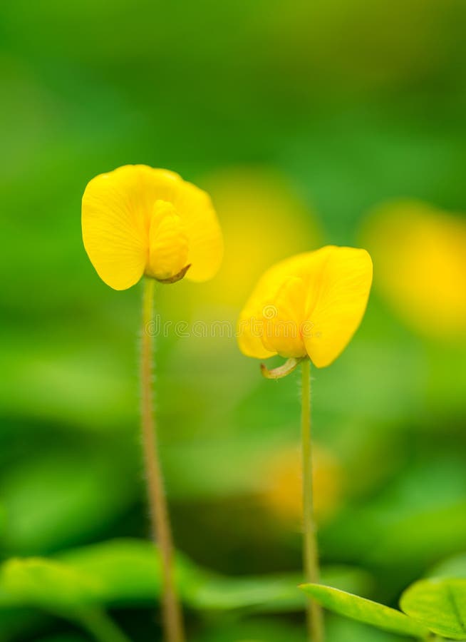 Arachis duranensis stock photo. Image of abstract, focus - 39935094