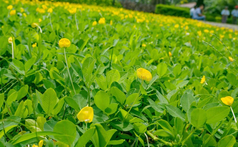 Arachis pinto stock photo. Image of growing, floral, lawn - 72576216