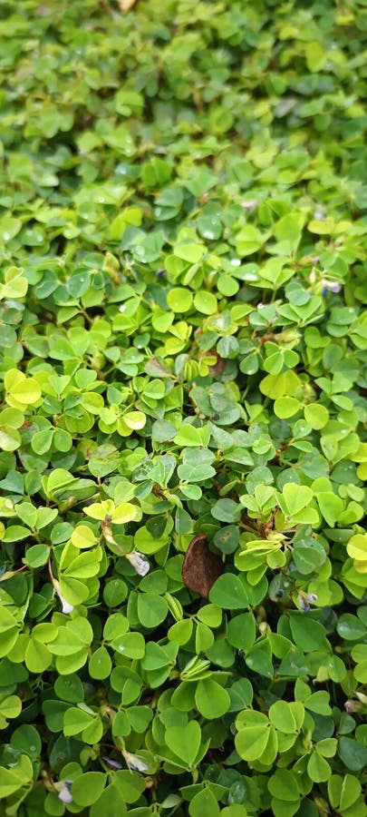 Arachis Pintoi is a Leguminous Plant. Stock Image - Image of weeds ...