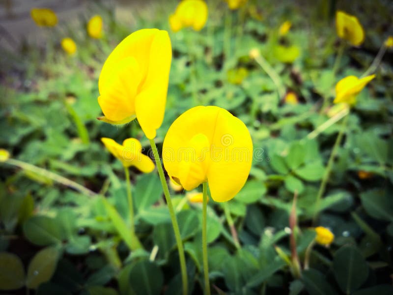 Fleur D'arachide De Pinto Dans Le Jardin Photo stock - Image du creeper ...