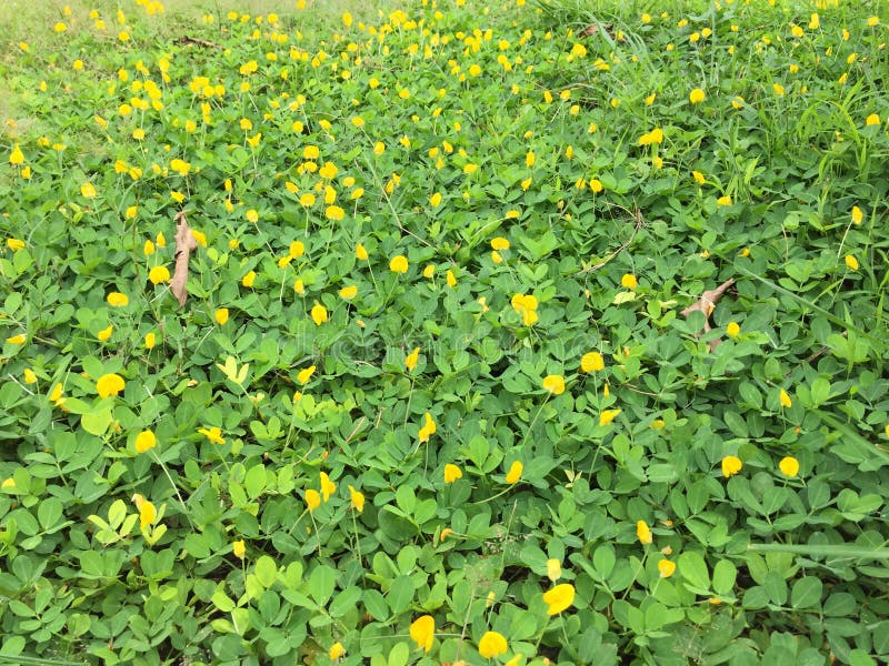 Arachis pintoi stock image. Image of pinto, peanut, background - 240262941