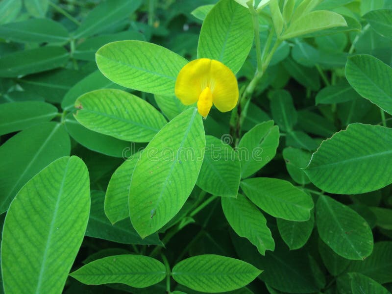 Arachis Pintoi Flower in Miami. Stock Photo - Image of yellow, flower ...