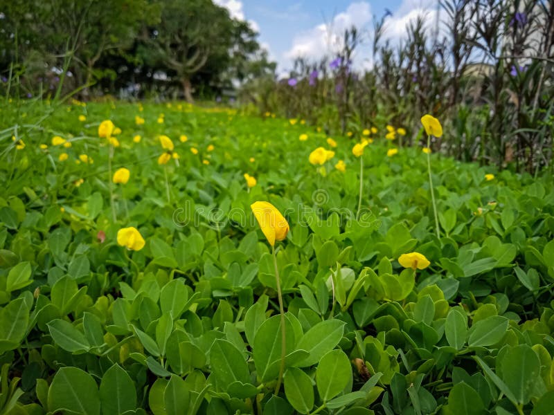 Arachis pintoi plantation stock photo. Image of green - 271581144