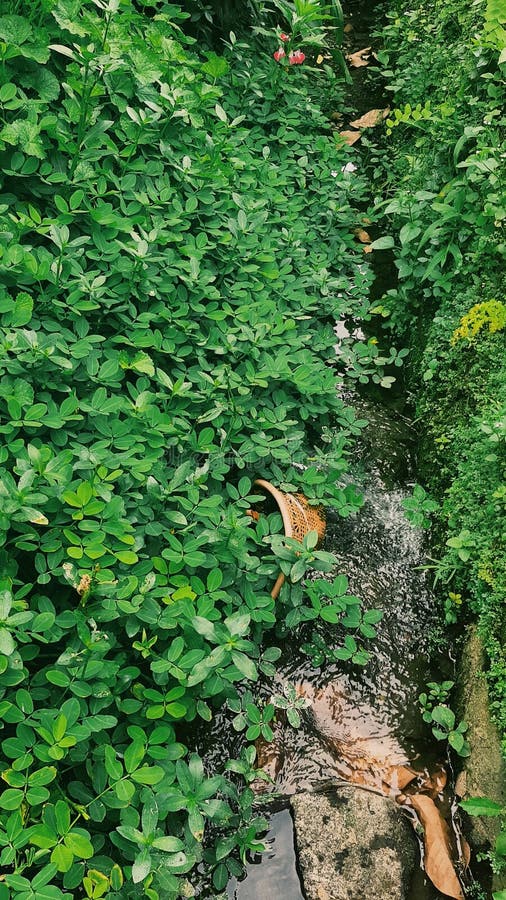 Arachis pintoi plants stock image. Image of garden, beans - 261380703