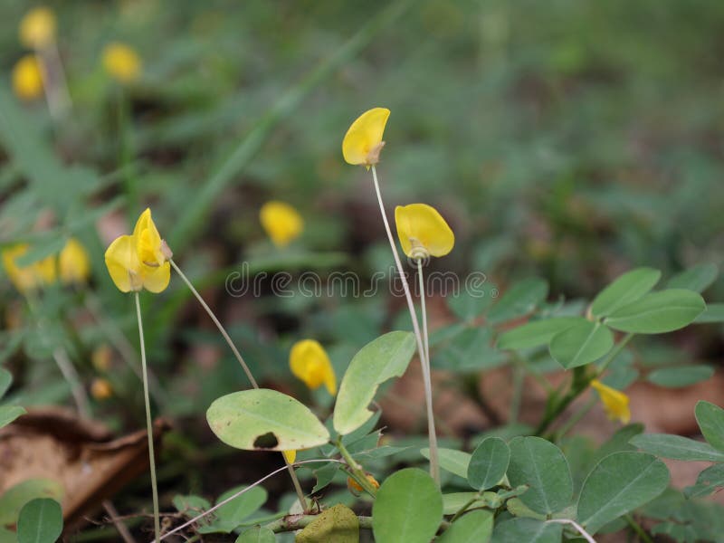 Arachis Repen is Blooming in the Backyard of the Office Stock Photo ...