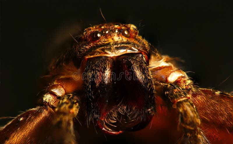 Arachnid stock photo. Image of wildlife, hair, bush, arachnid - 23145726