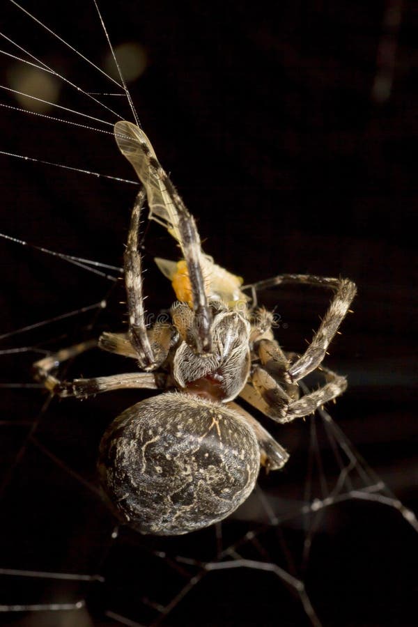 Arachnid, Spider, Spider Web, Invertebrate Stock Photo - Image of ...