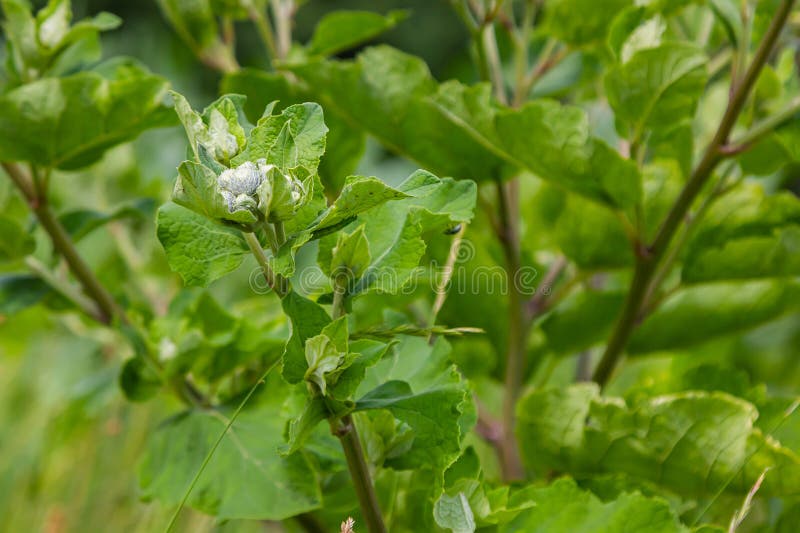 The Arachnoid Burdock Arctium Tomentosum.Wild Plants of Siberia Stock ...