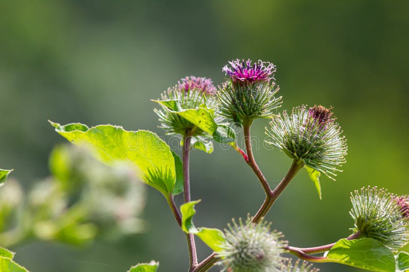 The Arachnoid Burdock Arctium Tomentosum.Wild Plants of Siberia Stock ...