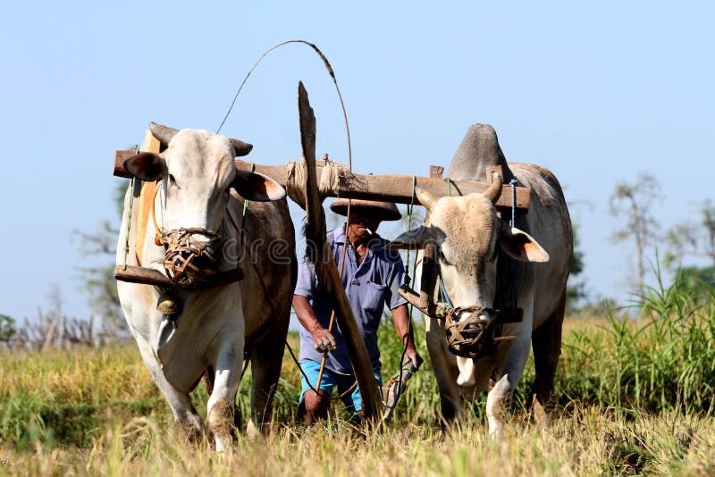 Arado del campo imagen de archivo editorial. Imagen de java - 57507324