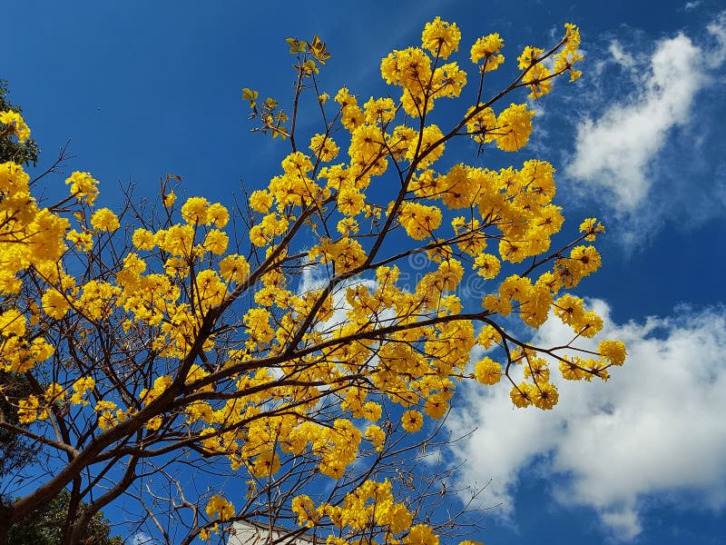 Araguaney Tree, Tabebuia Chrysantha Venezuela National Tree Stock Photo ...