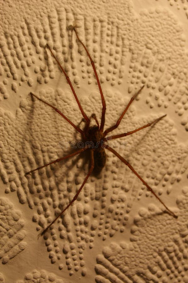 Araignée rouge de maison photo stock. Image du petit - 196054248