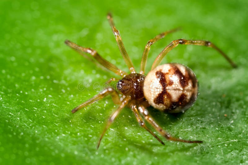 Rouge d'araignée photo stock. Image du arachnoïde, araignée - 12961582