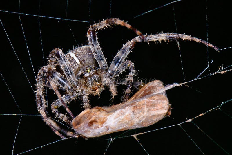 Grande araignée effrayante image stock. Image of isolement - 12064871