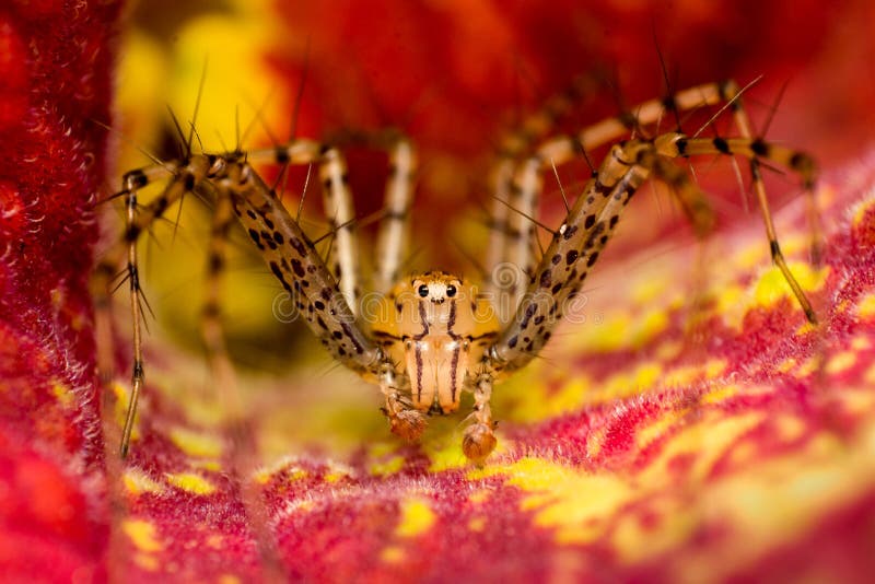 Araignée en fleur rouge photo stock. Image du vert, rouge - 160612482