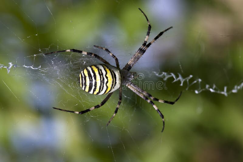Araignée Jaune Sur Une Feuille Verte. Image stock - Image du zone ...
