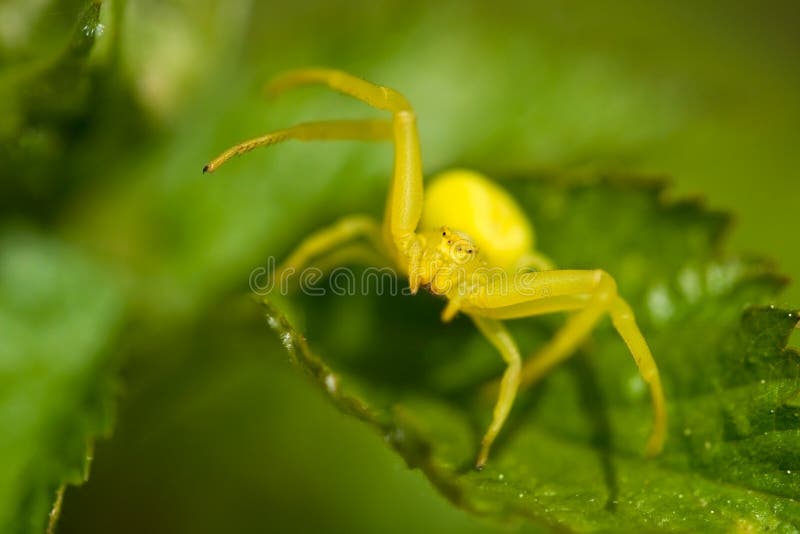 Araignée jaune de crabe image stock. Image du stationnement - 17253965