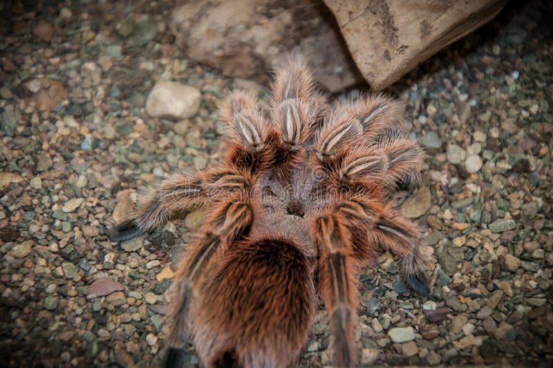 Araignée Rose D'oiseau De Chilien Image stock - Image du péril, fluage ...