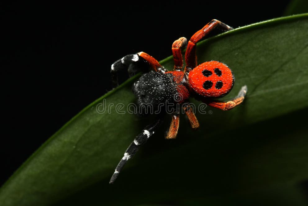 Araignée Rouge D'oiseau De Dame Image stock - Image du faune, patte ...
