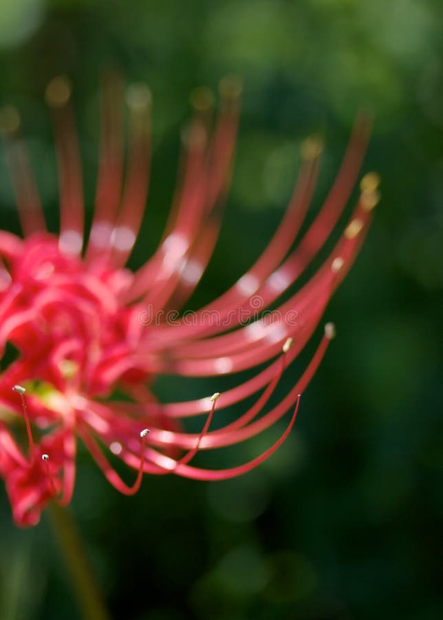 Araignée rouge Lily Buds image stock. Image du fleur - 52046445
