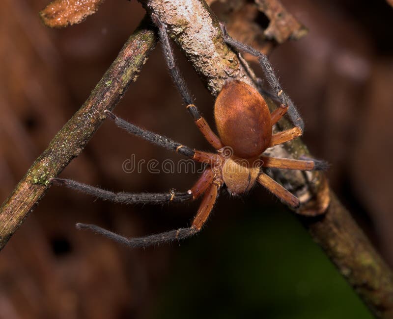 Araignée Rouge Venimeuse image stock. Image du poison, equateur - 234321