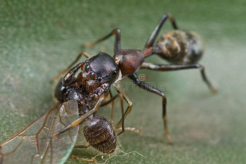 Araignée Branchante Imitatrice De Fourmi Noire Avec La Proie Image stock - Image du jardin ...