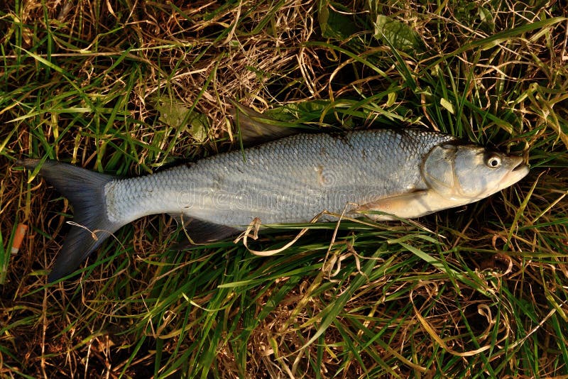 Aral Asp - Leuciscus Aspius Stock Image - Image of water, fish: 87296155