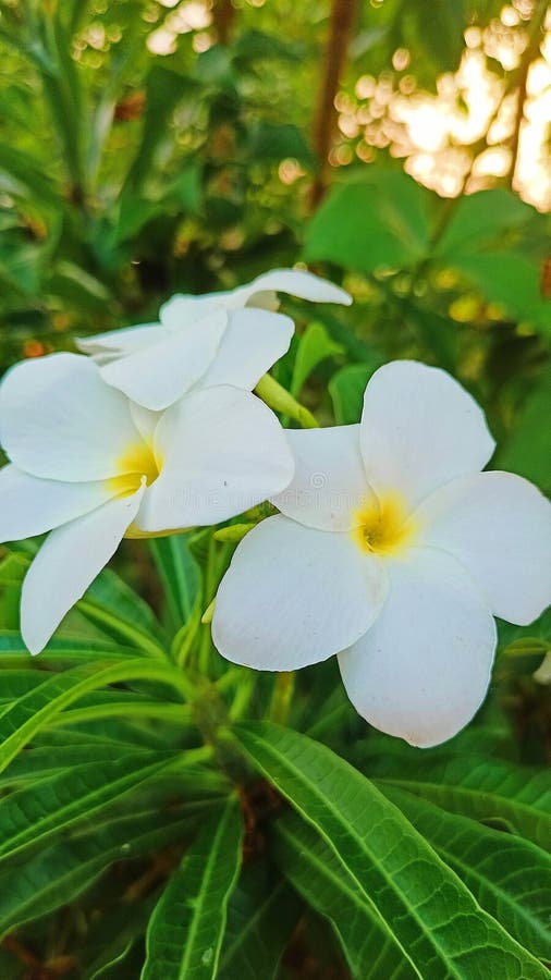 Arali Flower Stock Photos - Free & Royalty-Free Stock Photos from ...