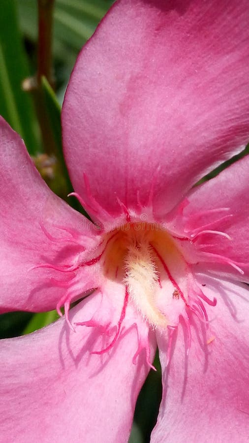 111 Arali Stock Photos - Free & Royalty-Free Stock Photos from Dreamstime