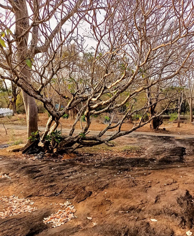 AraliyaðŸŒ¸ Flower Trees on Rock Stock Photo - Image of flower, food ...