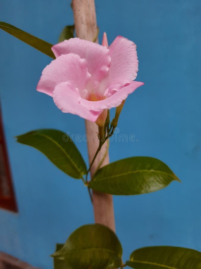Araliya flower stock image. Image of plant, flower, araliya - 198805087