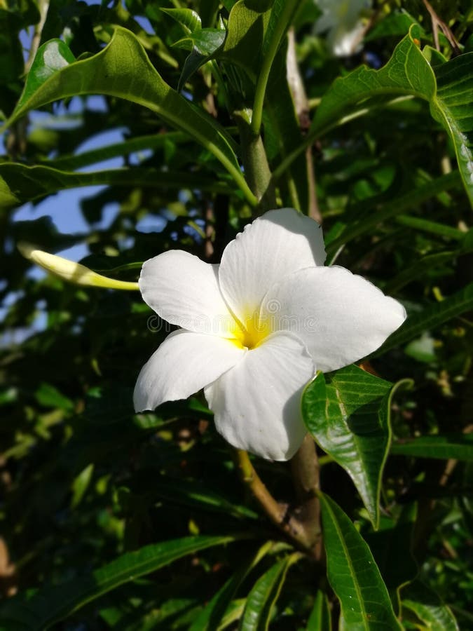 Araliya Flower Plumeria White-yellow Flowers on a Background of Green ...
