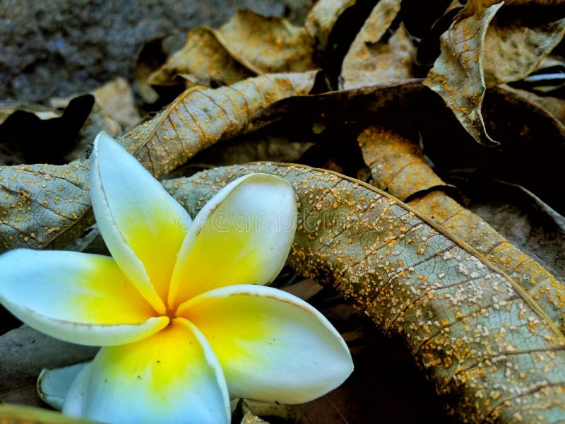 White Araliya Flowers - Sri Lanka Stock Photo - Image of beautiful ...
