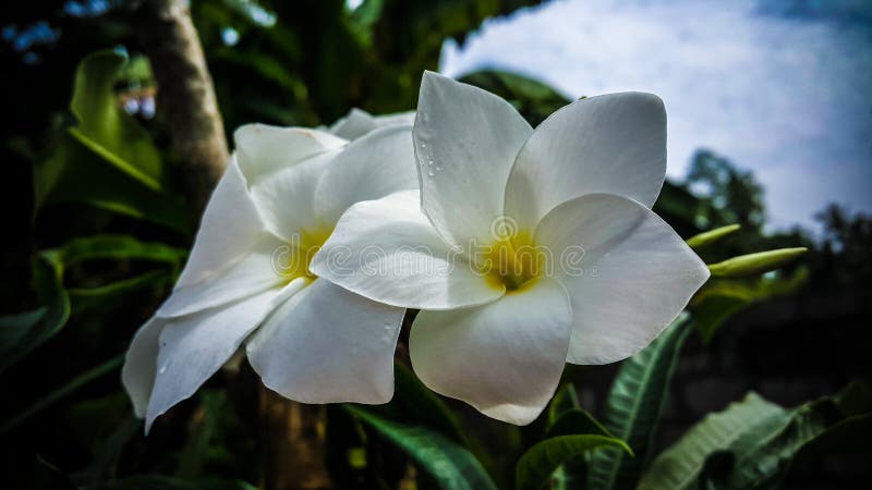 Araliya flower stock photo. Image of araliya, nature - 143044432