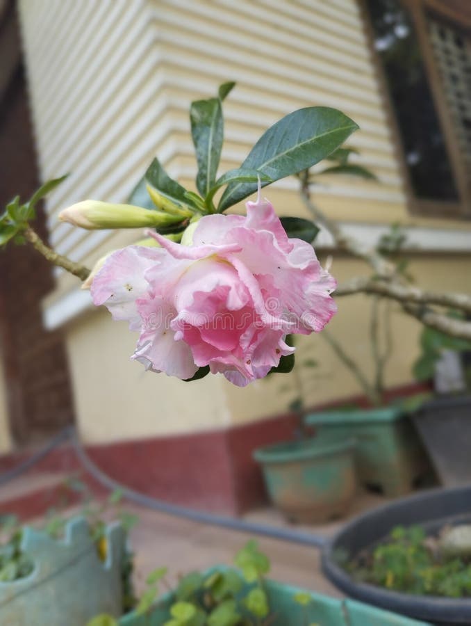 Araliya Flower Natural stock photo. Image of branch - 274047396