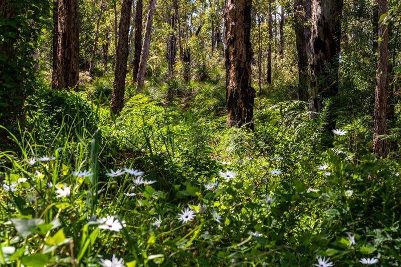 Araluen Bush Land in Perth, Western Australia Stock Photo - Image of ...