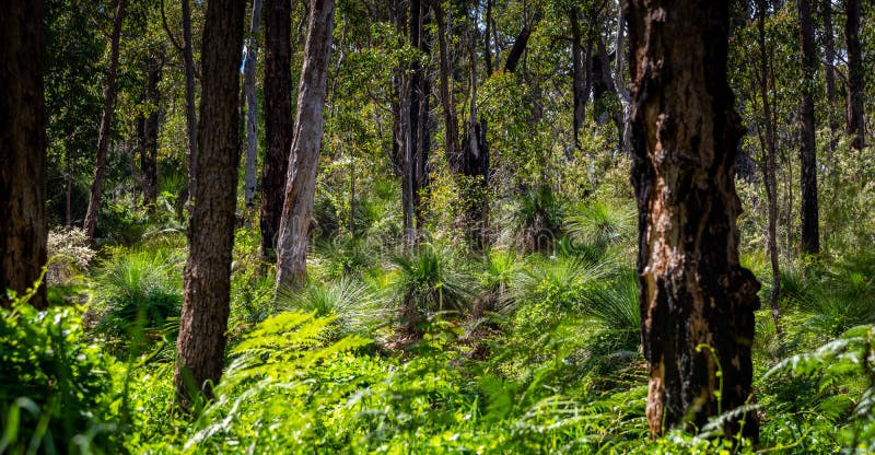 Araluen Bush Land in Perth, Western Australia Stock Photo - Image of ...