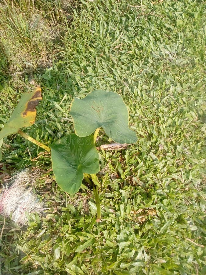 Aram stock photo. Image of like, plantit, vegetable - 128471110