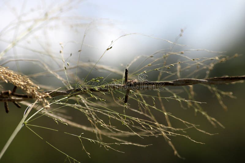 Cattails foto de stock. Imagem de lagoa, junco, pântano - 12146366