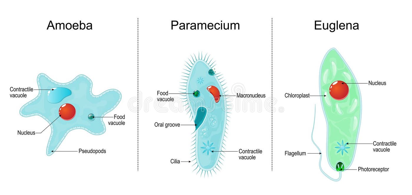 Paramecium Reproduction Stock Illustrations – 58 Paramecium ... Paramecium Reproduction Stock Illustrations – 58 Paramecium ...