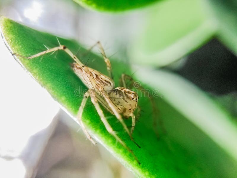 Aranchnid stock image. Image of predator, wild, legs - 98973603